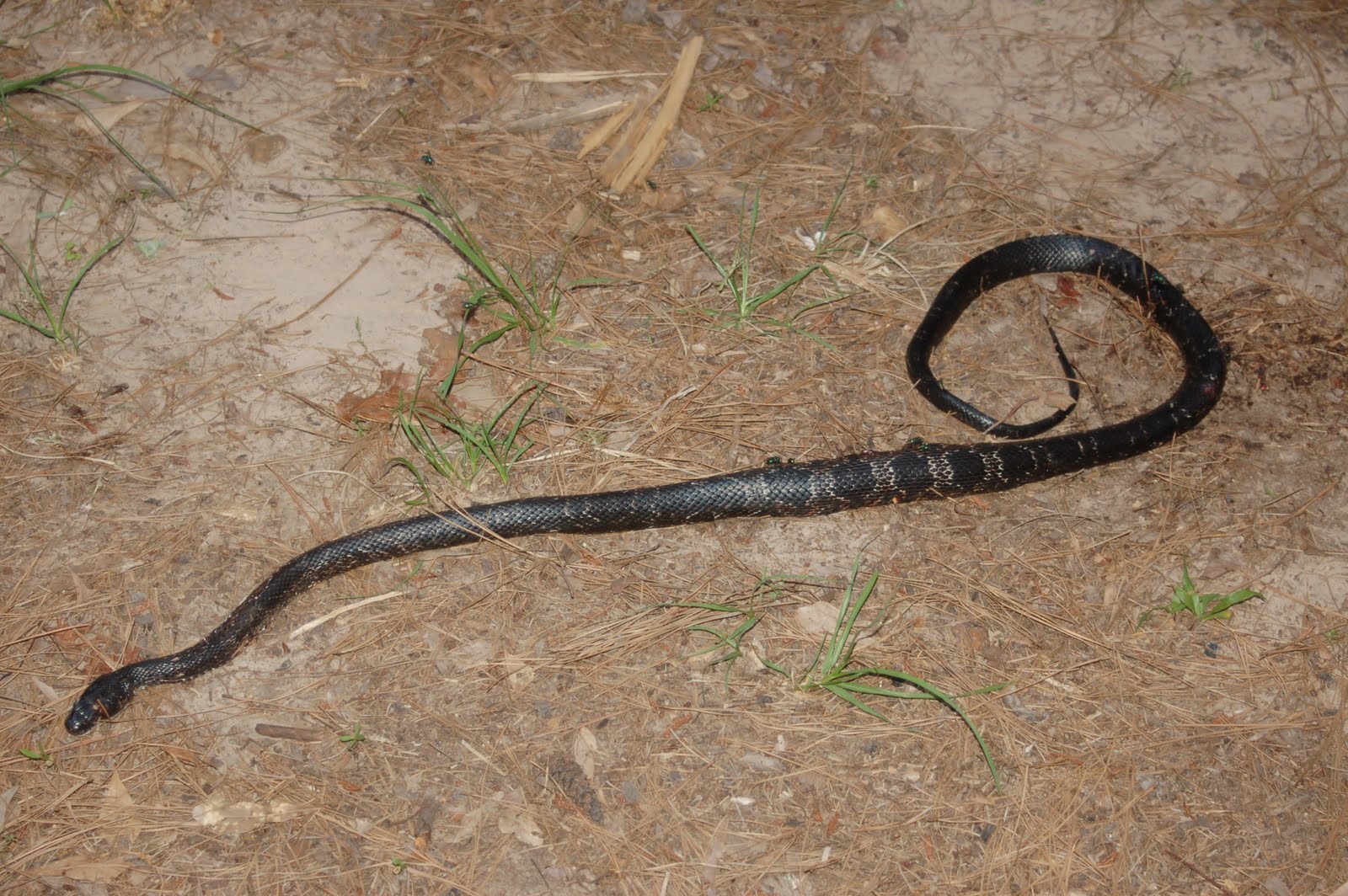 Becky's Barnyard: Remedies