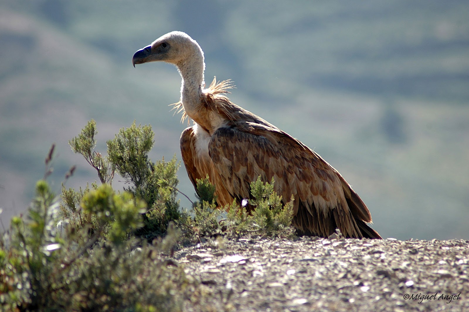 DESDE MI OBJETIVO: BUITRE LEONADO 2006