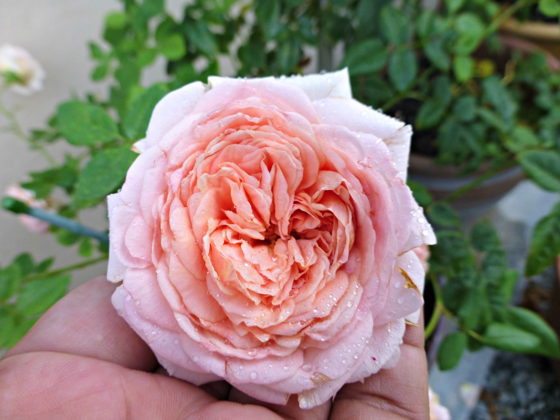 RESEPI NENNIE KHUZAIFAH: Bunga-bunga ros di Taman Ros Nannie