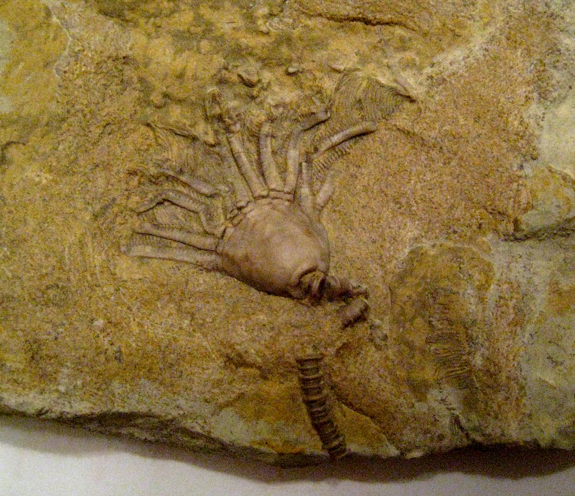 Fossils and Other Living Things: Crinoids ~ A Reminder That It's Not ...