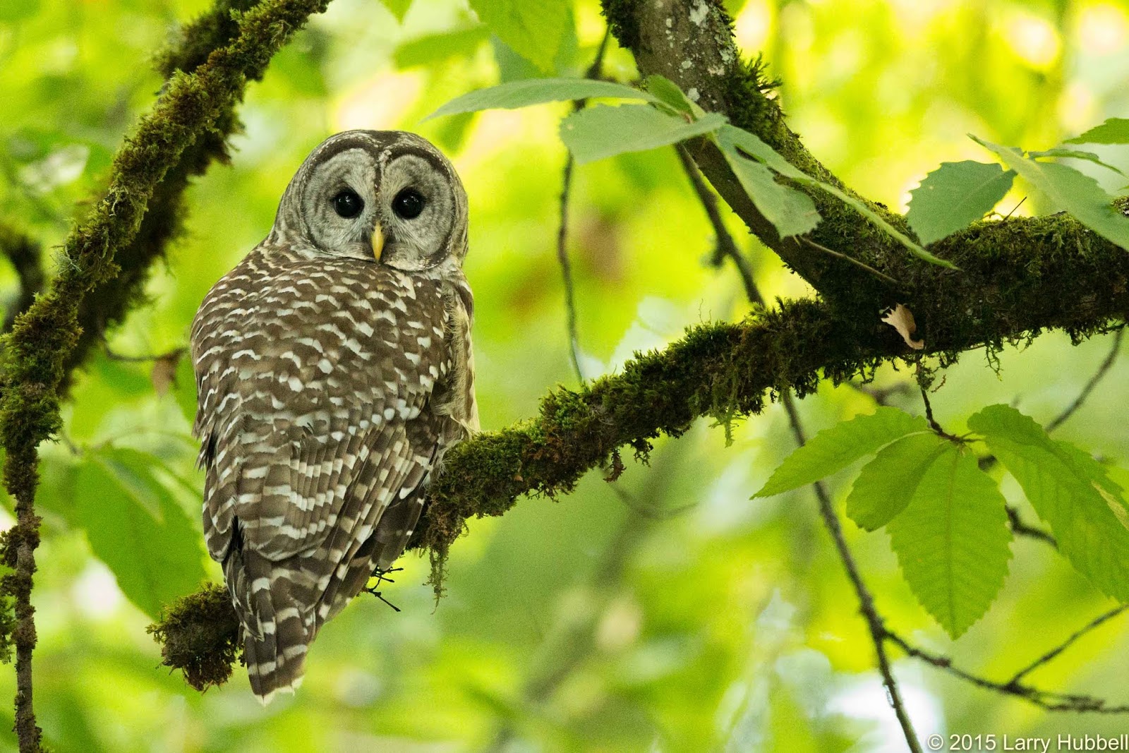 Union Bay Watch : A Quizzical Look