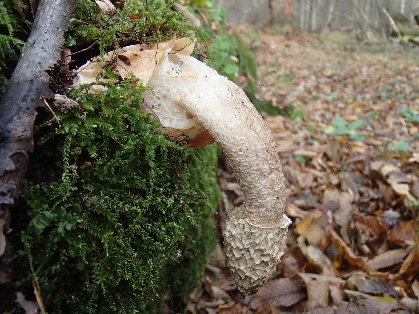 MOJA MENAŻERIA : Nadrzewne cudaki