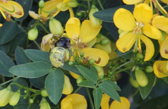 Life Goes Better with Plants : Senna splendida 'Golden'