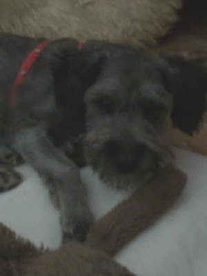 NOBLE GALGO: Baxter, cachorro cruce caniche/schnauzer, 4.5 meses‏.