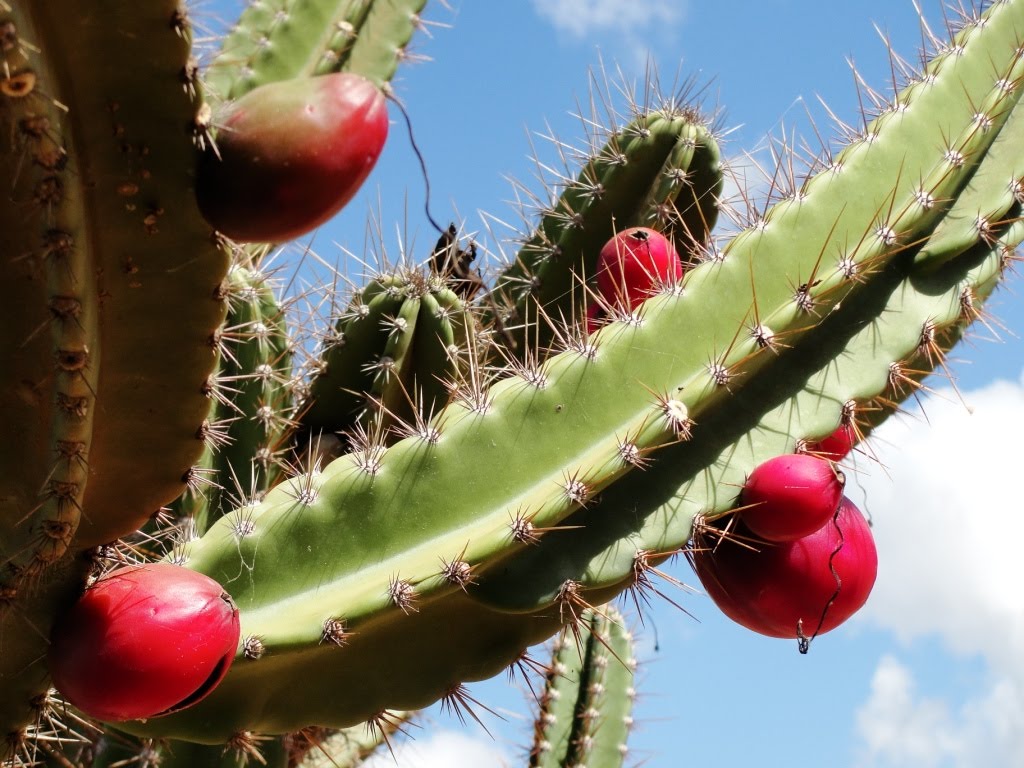 O Sibarita: MANDACARU
