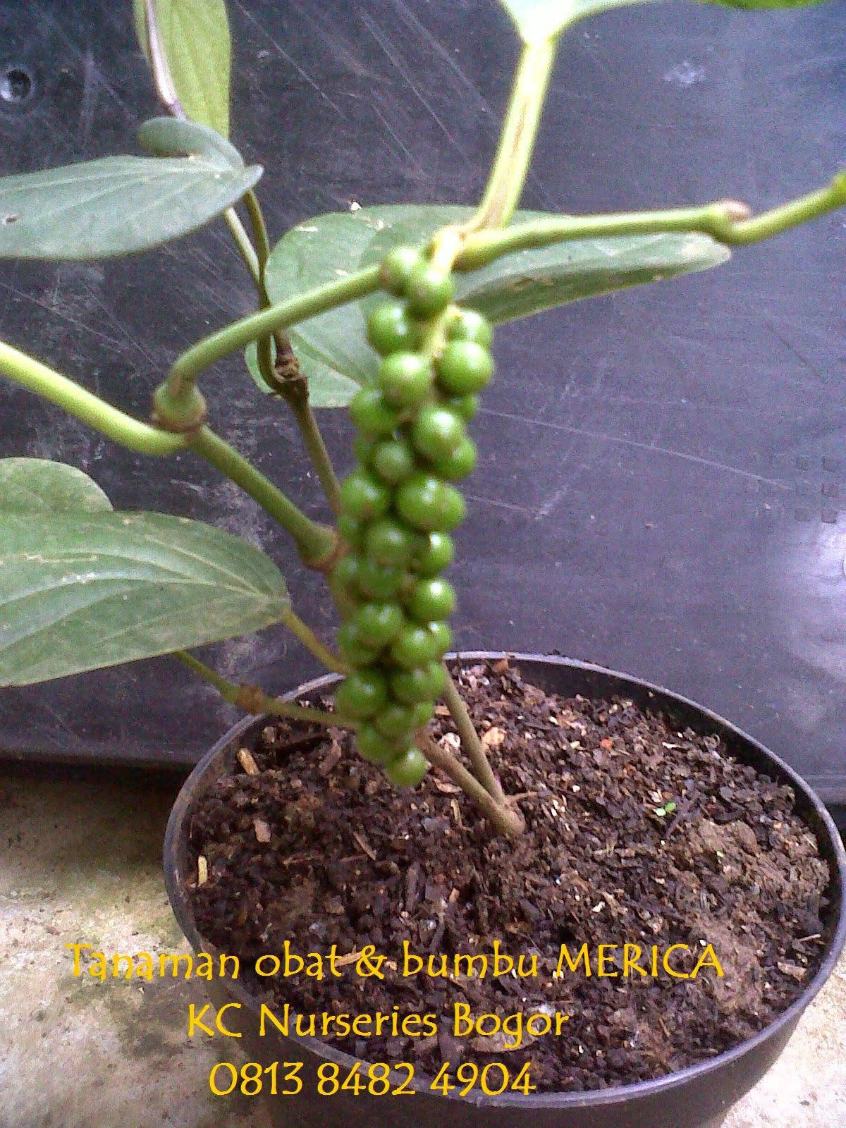 KC NURSERIES BOGOR: LADA / MERICA
