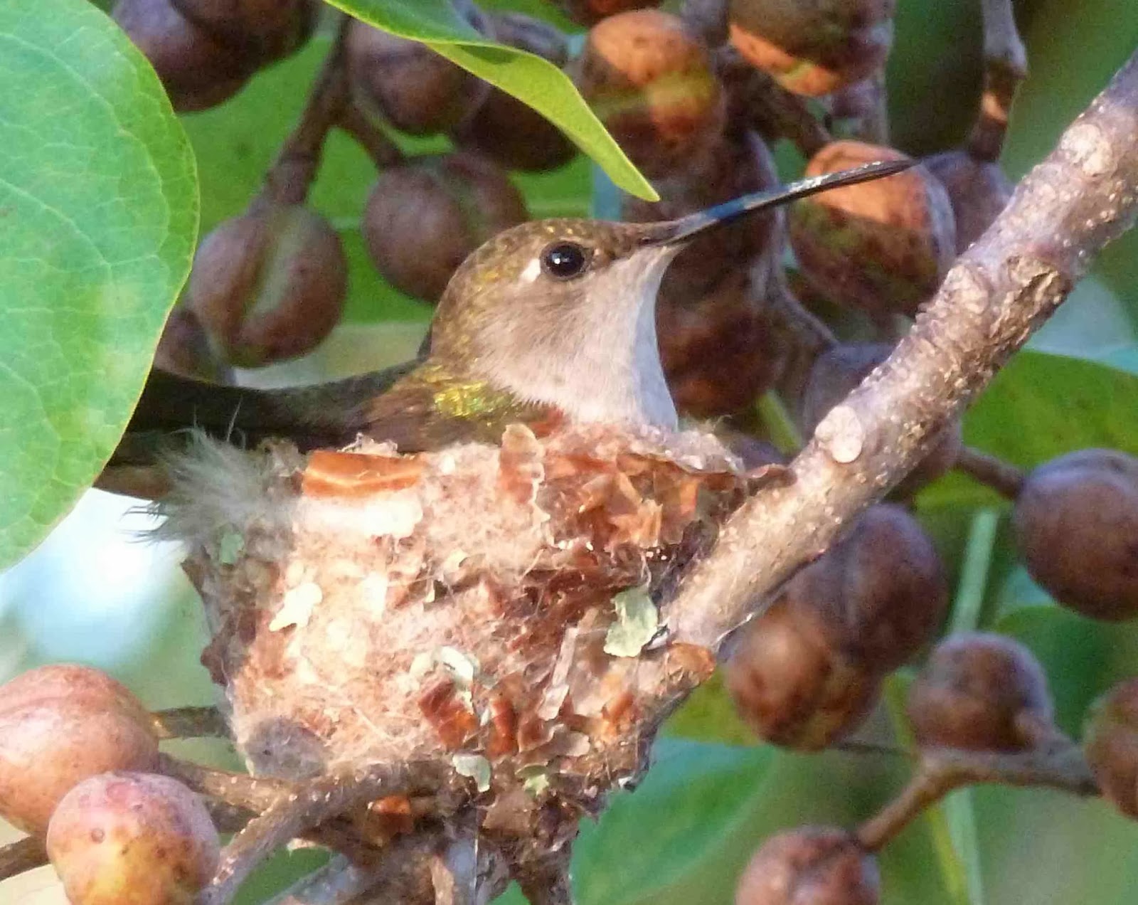 The Baiting Hollow Hummingbird Sanctuary: Hummingbird Nest