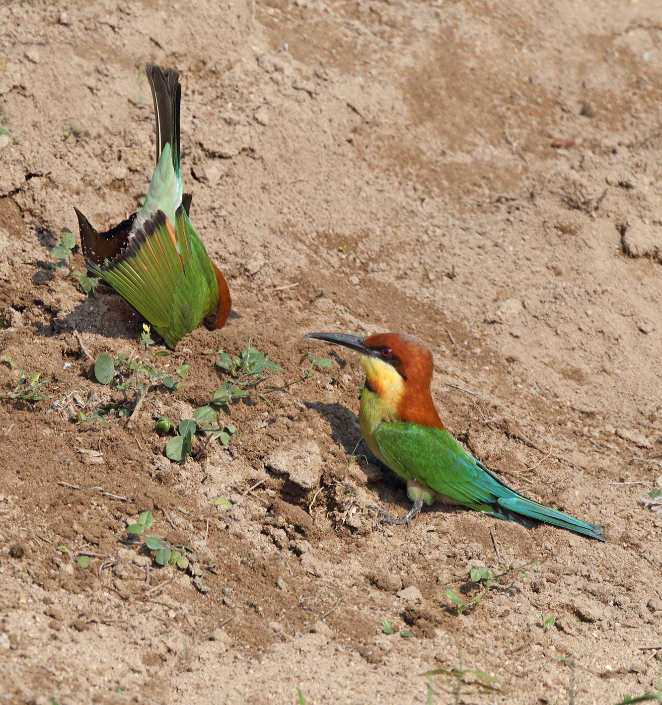 Kek Lok Si Temple: The most ornate Bee-eater colony