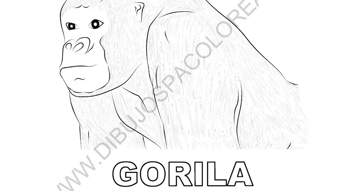 DibujosPaColorear.com Dibujos Para Colorear