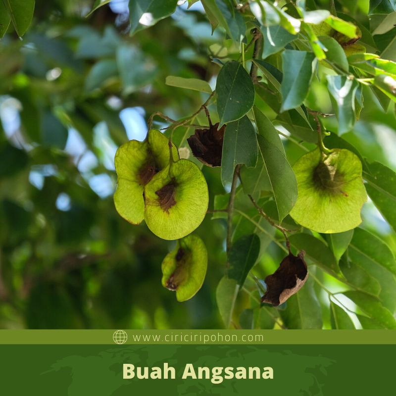 Ciri Ciri Pohon Angsana (Pterocarpus indicus) Di Alam Liar ...