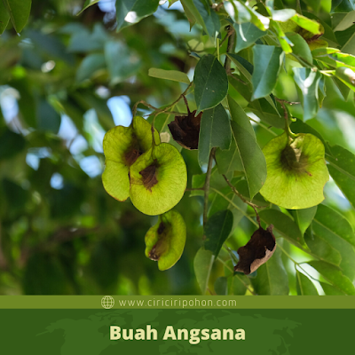 Ciri Ciri Pohon Angsana (Pterocarpus indicus) Di Alam Liar ...