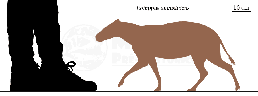 Mundo Pré-Histórico: Eohippus, o cavalo da alvorada