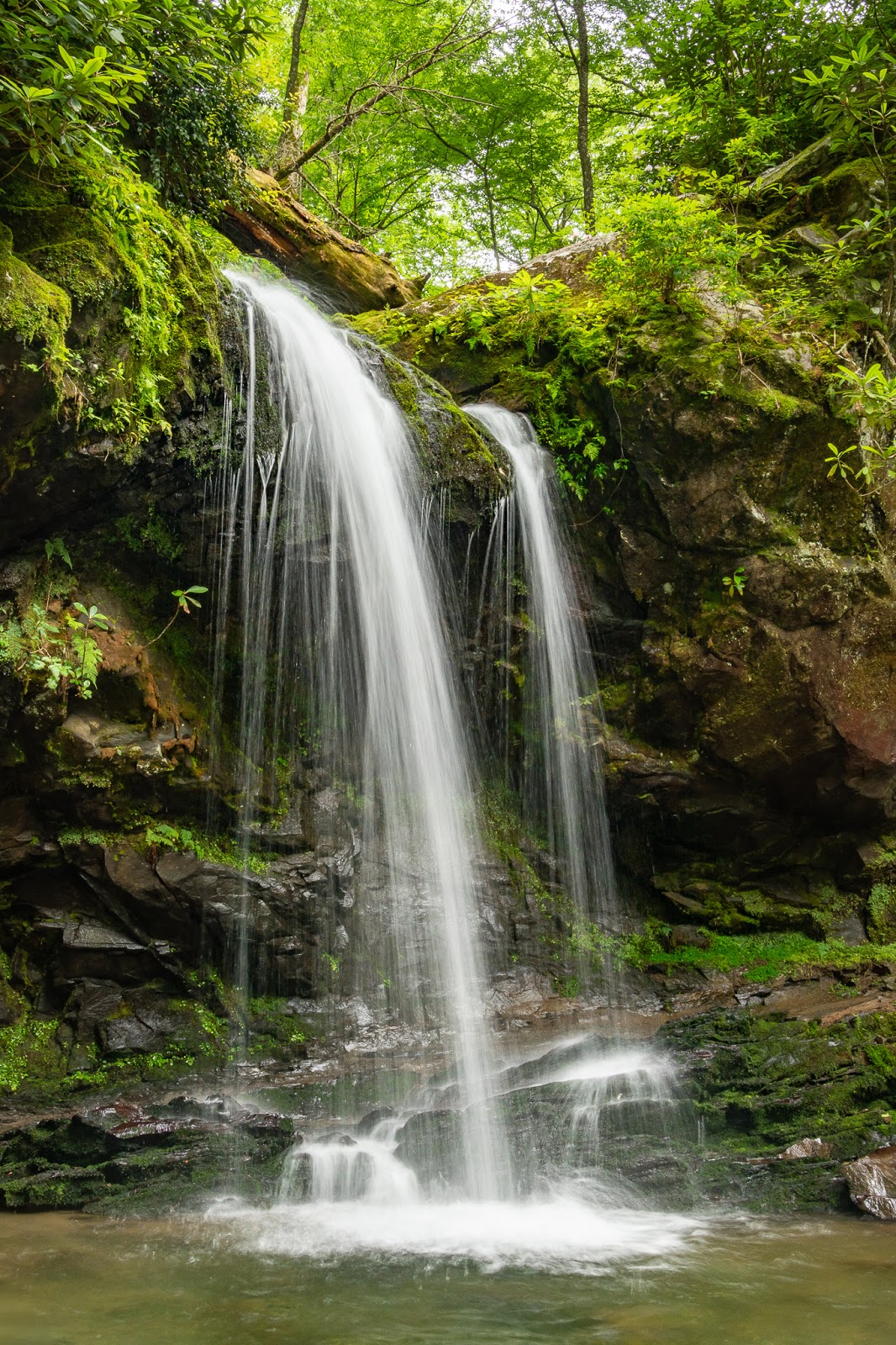 A Tree Falling: Great Smoky Mountains National Park: Grotto Falls