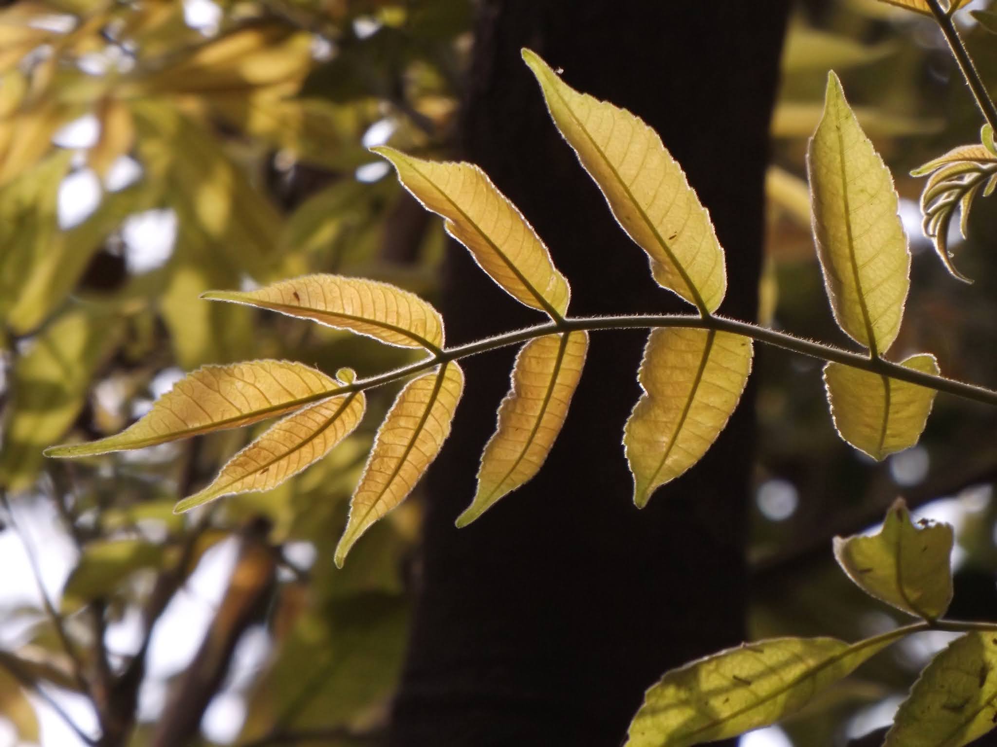 Shilbhadi or Grey downy balsam, Garuga pinnata