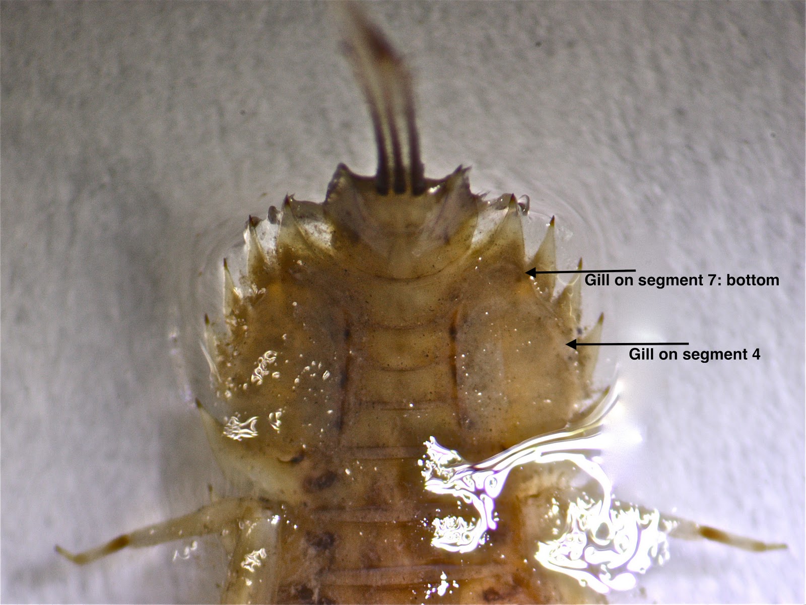 Aquatic Insects of Central Virginia: Spiny Crawlers: Two More Genera