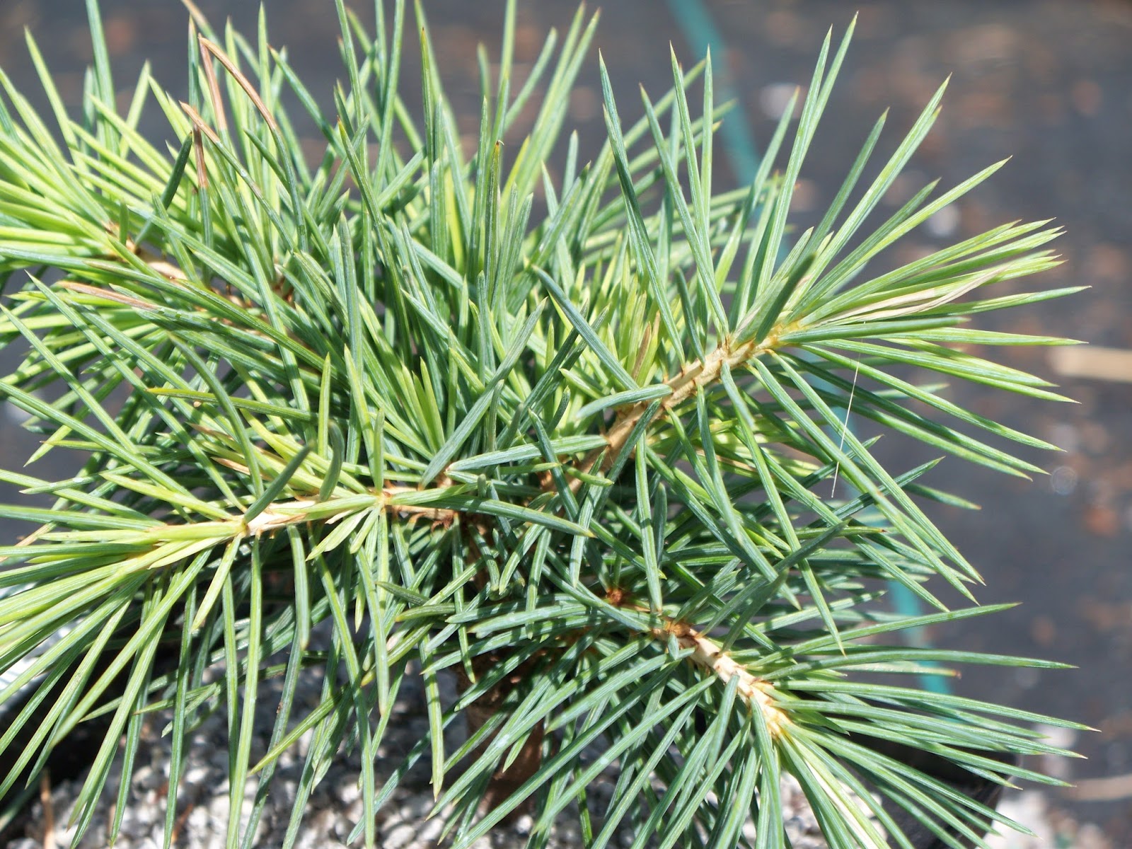 Trees Planet: Cedrus libani – Cedar of Lebanon