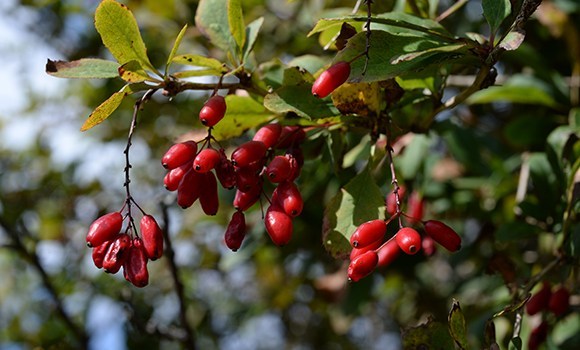 Berberina. Beneficios. Contraindicaciones y efectos secundarios.