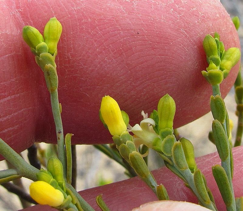 Esperance Wildflowers: Olax benthamiana - Olacaceae