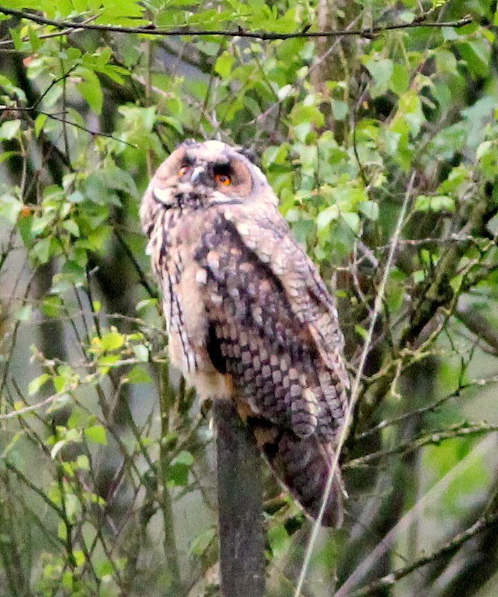 WEST YORKSHIRE BIRDING: Local Owls