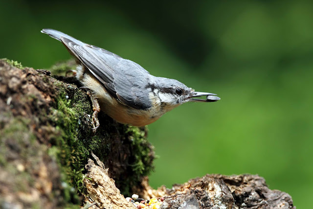 _MG_0224Nuthatch+JB1.jpg