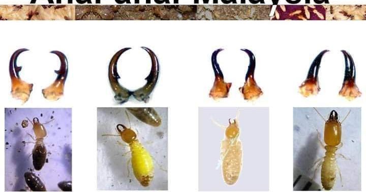 LUTFIA DAMIA SERVICES: JENIS ANAI-ANAI DI MALAYSIA