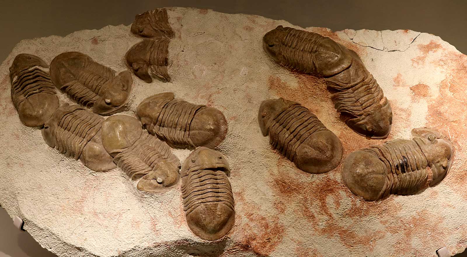 Louisville Fossils and Beyond: Xenasaphus devexus Trilobite Fossils