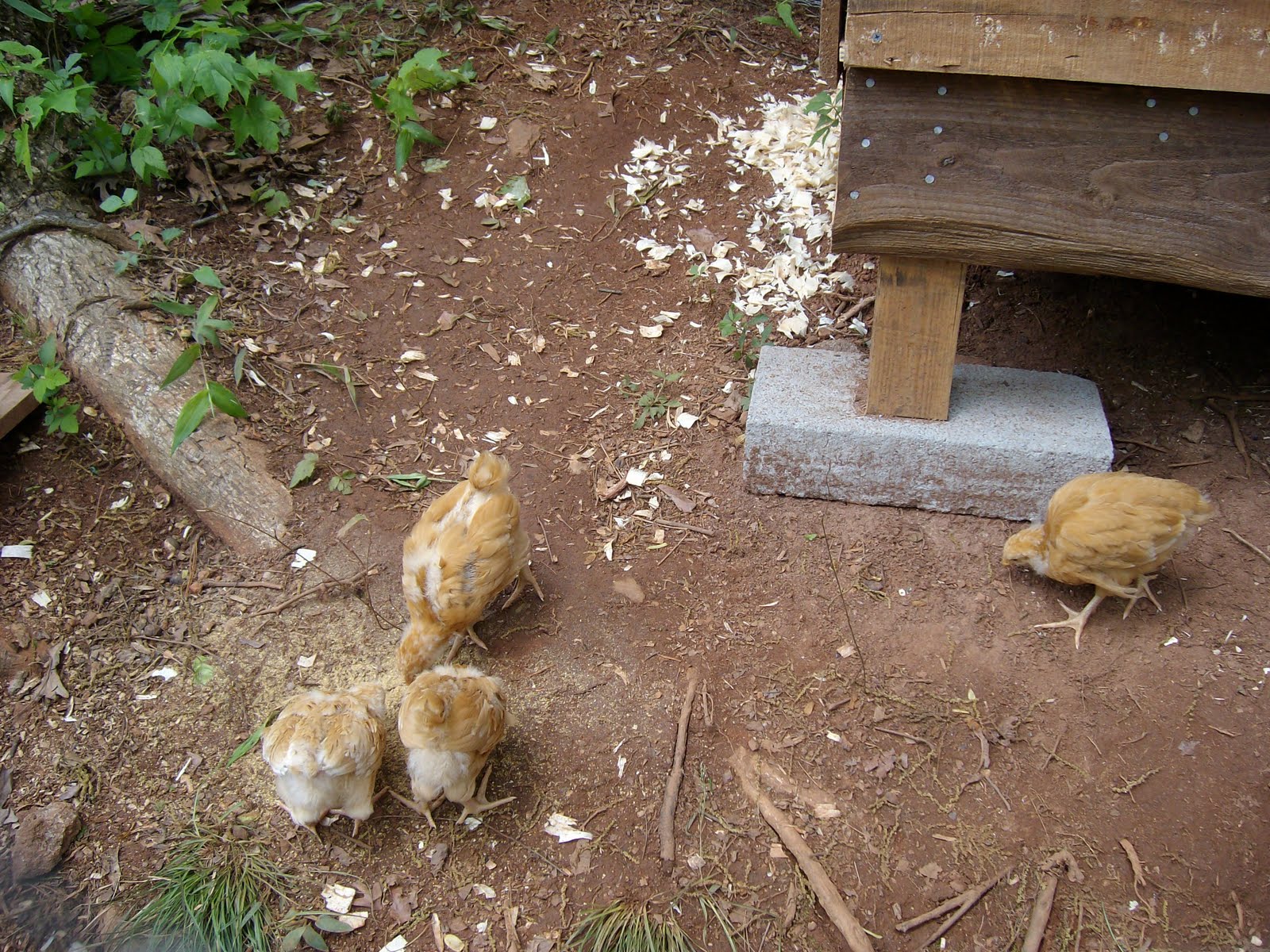 Cabin In The Woods: It's a Chicken Zoo
