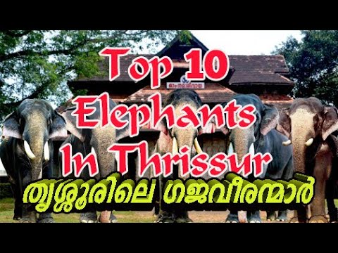 Top 10 elephants in Thrissur Kerala