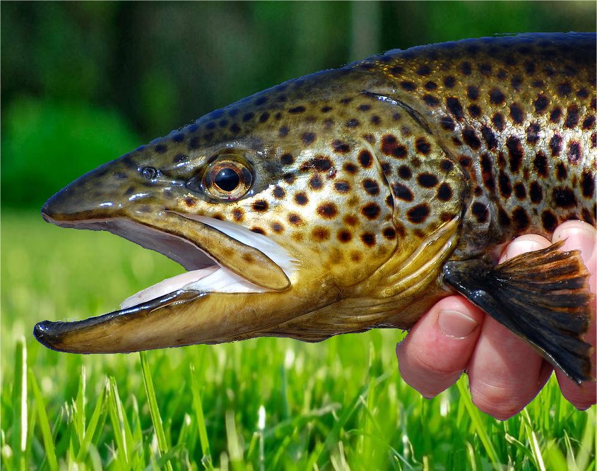 The Irish Food Guide by Zack Gallagher. News about Food and Food ...