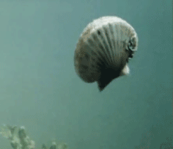 Simping, Kerang yang Pandai Berenang | RE Tawon