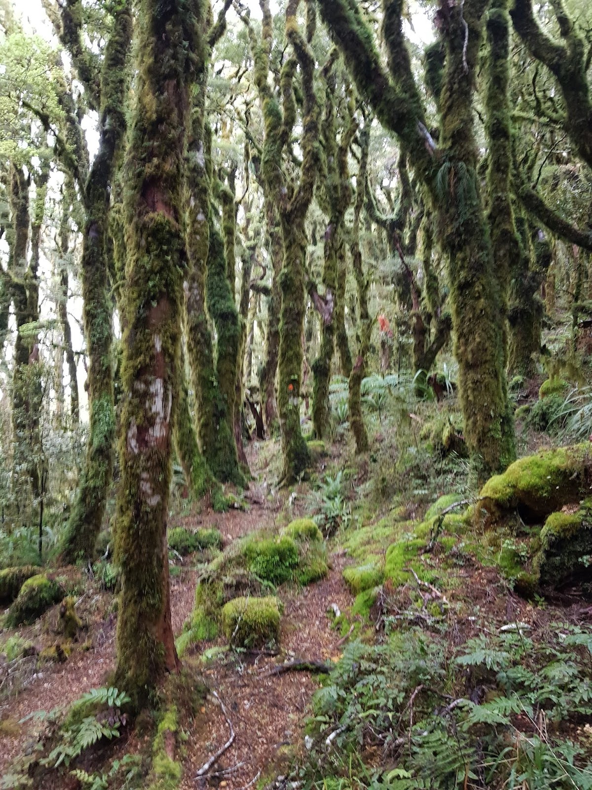 Tramping the Tararuas: Blue Range Hut