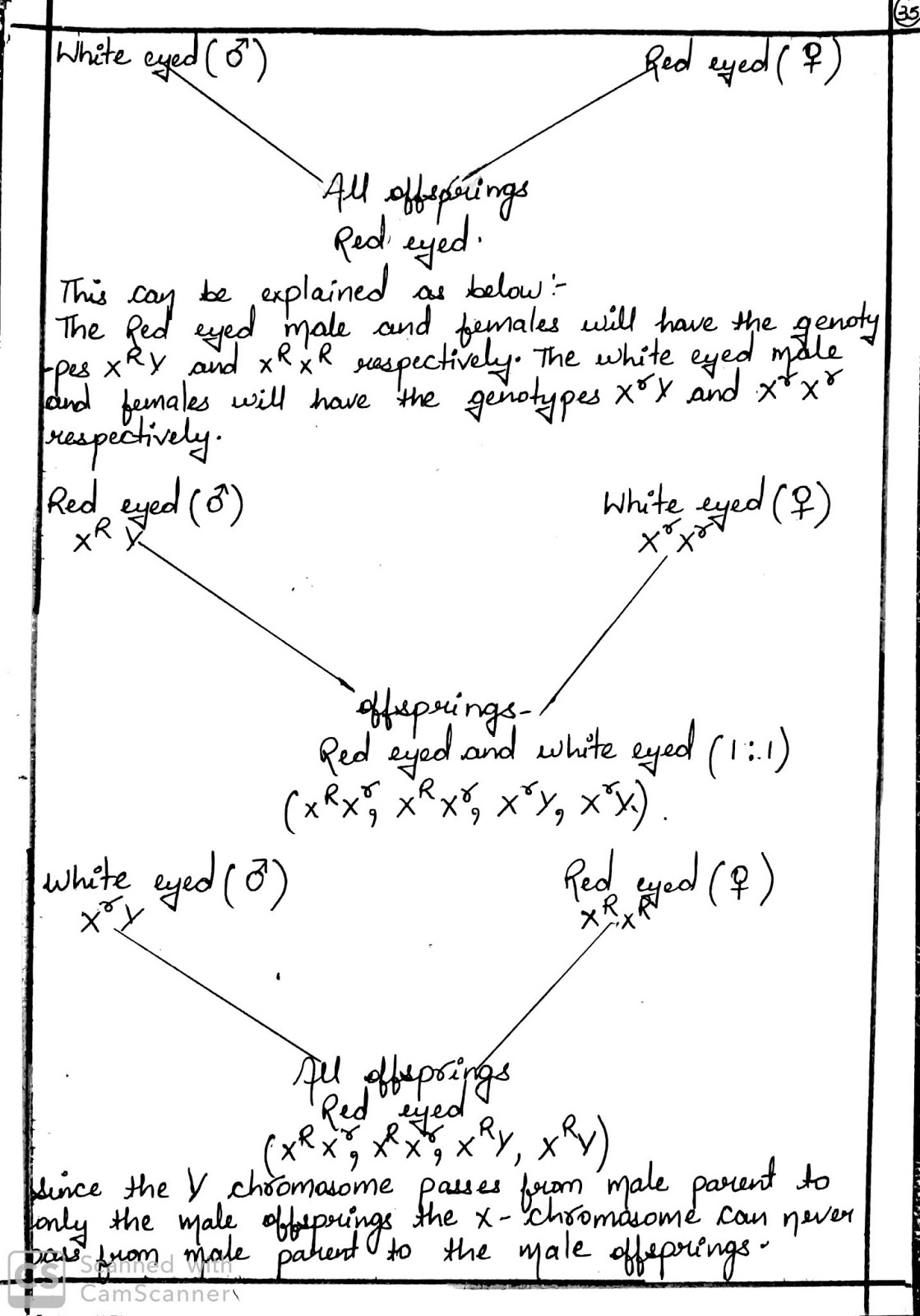Principle of Inheritance and Variation Handwritten Notes for 12th Biology