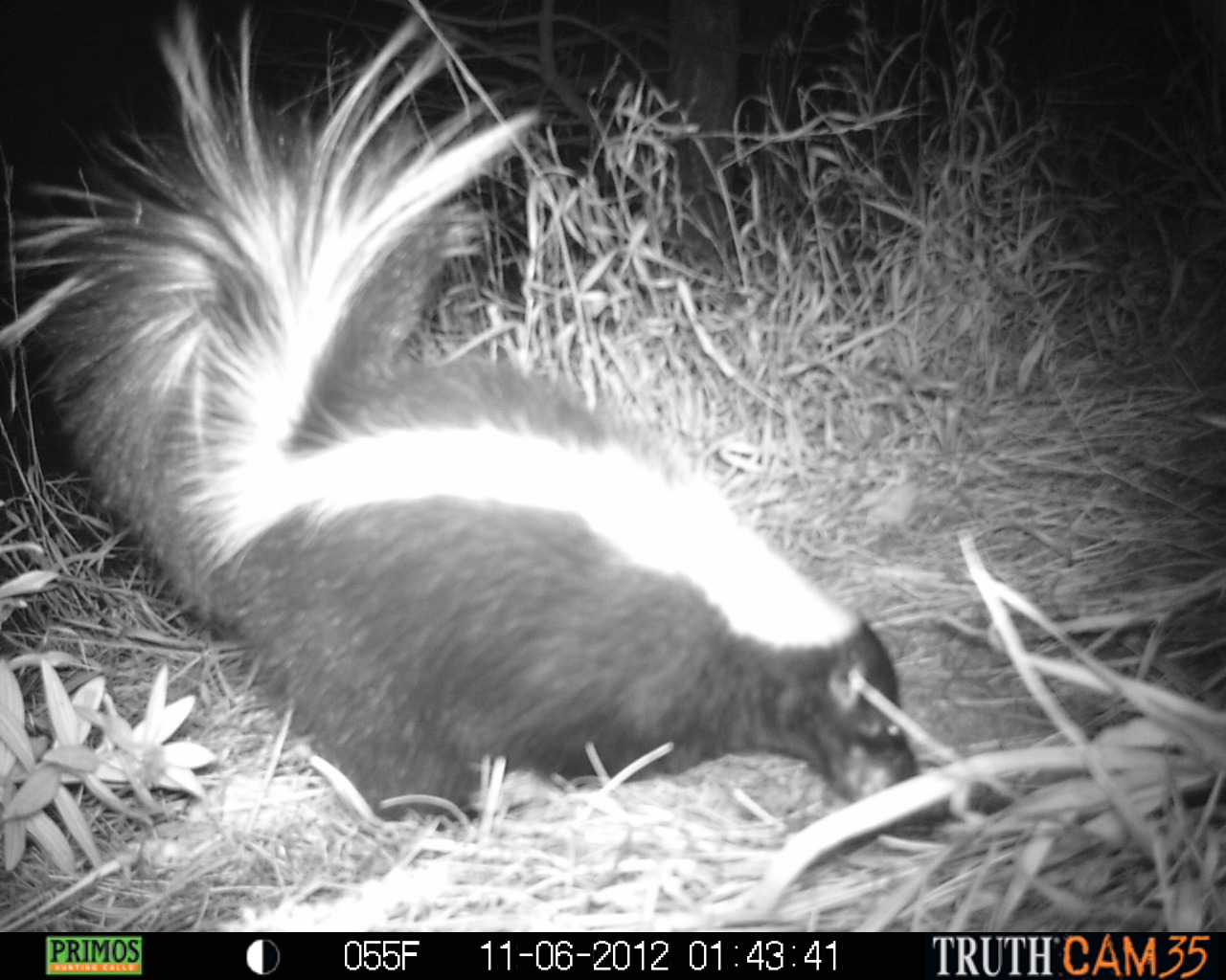 The Natural World: A Skunky Surprise and the Mimicry of the Steller's Jay