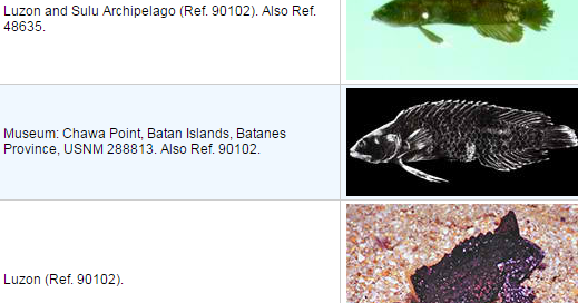 List of All Species of Fish in the Philippines - LISTPH