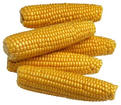 Corncoblog!: Corn: Feeding a New Generation