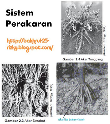 Kurniawan Berbagi: Biologi : Akar