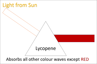 THE CAUSES AND SIGNIFICANCES OF COLOUR - AMAZING YET MESMERISING LIFE ...