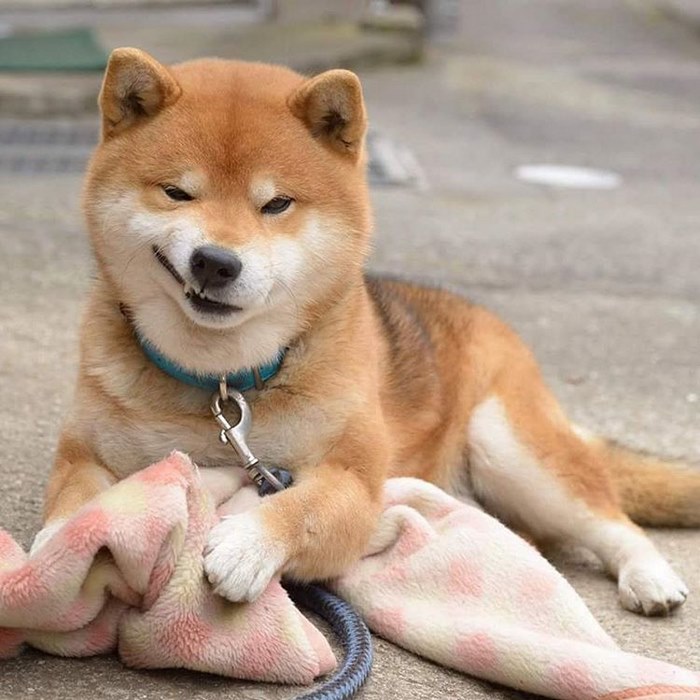 Conoce a Ryuji, el perrito Shiba más coqueto de Japón
