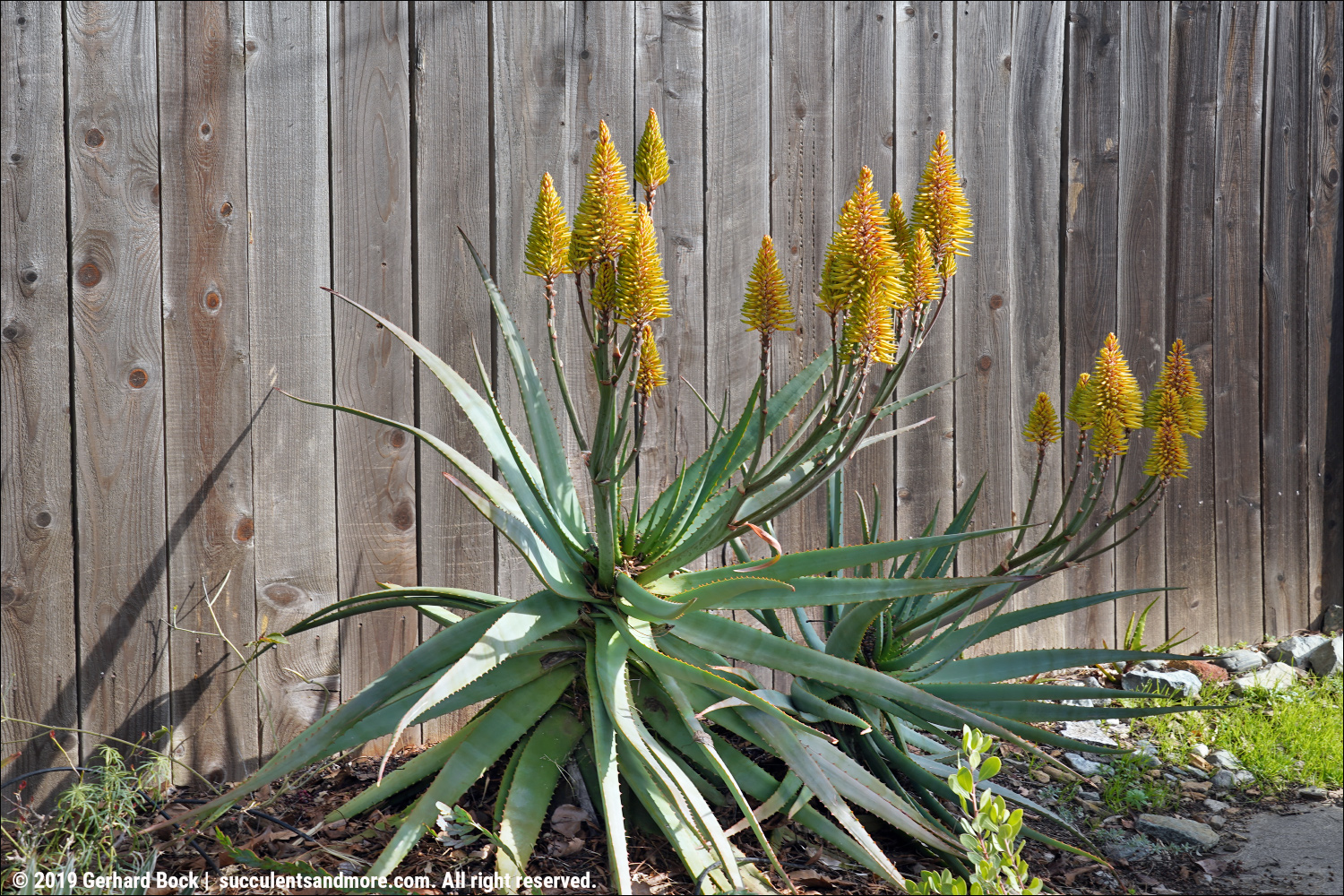 ...which of these aloes is the prettiest of all?