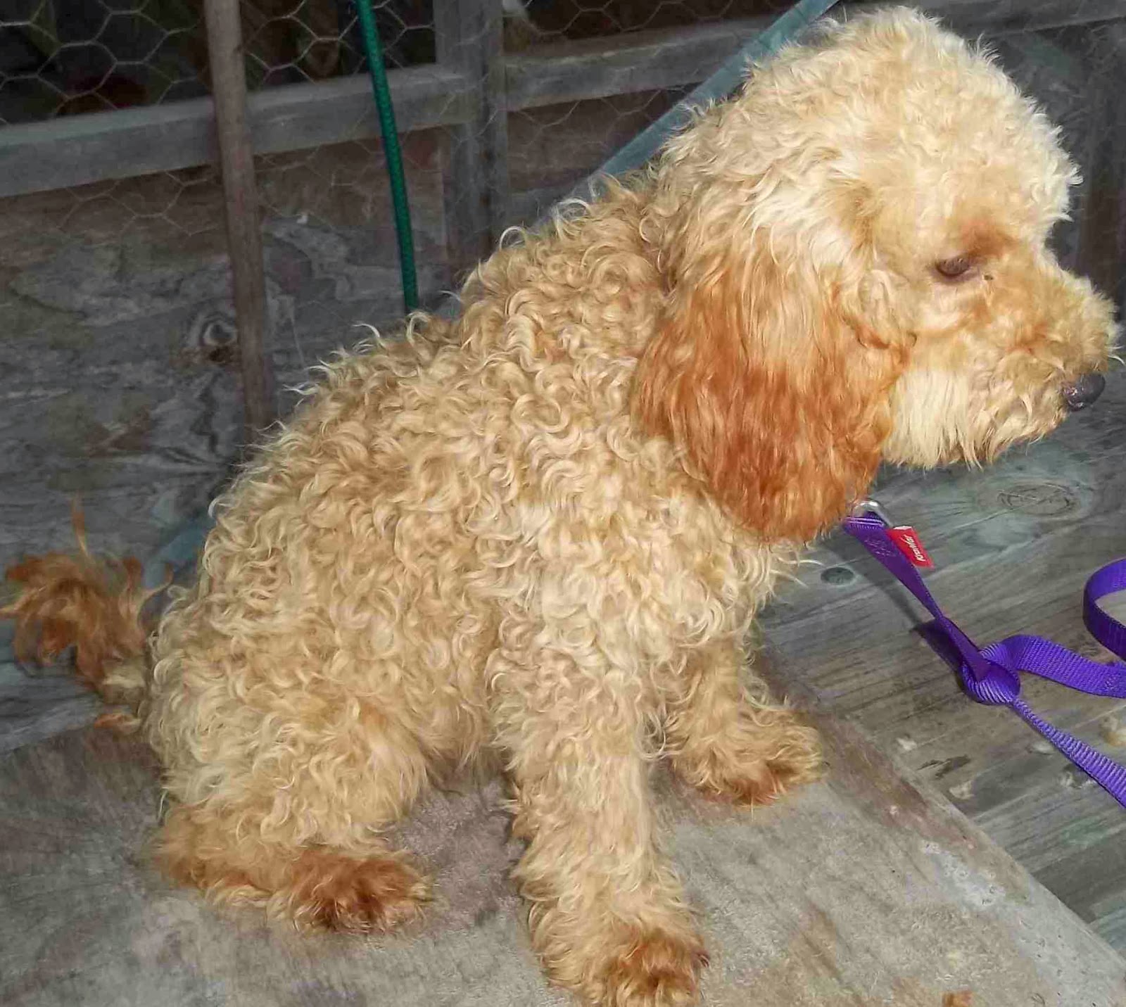 Cavoodle Pups: FEMALE SELLING MY TOP BREEDER AS I'VE RETIRED