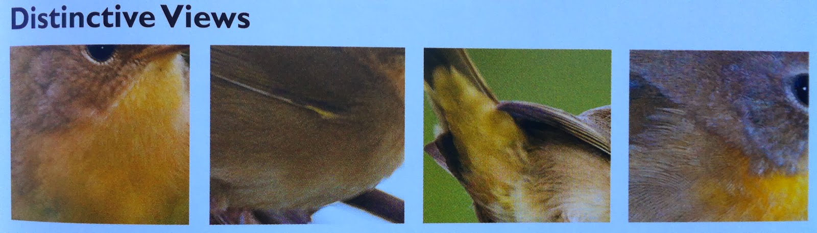 Arcticory...: "THE WARBLER GUIDE"