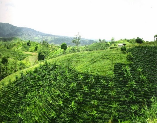 Curiosidades del Mundo: Fotos de la Región Cafetera de Colombia.