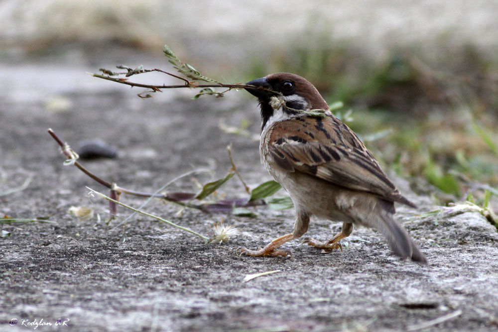 Birds and Nature Photography @ Raub: Eurasian Tree Sparrow - Courtship ...