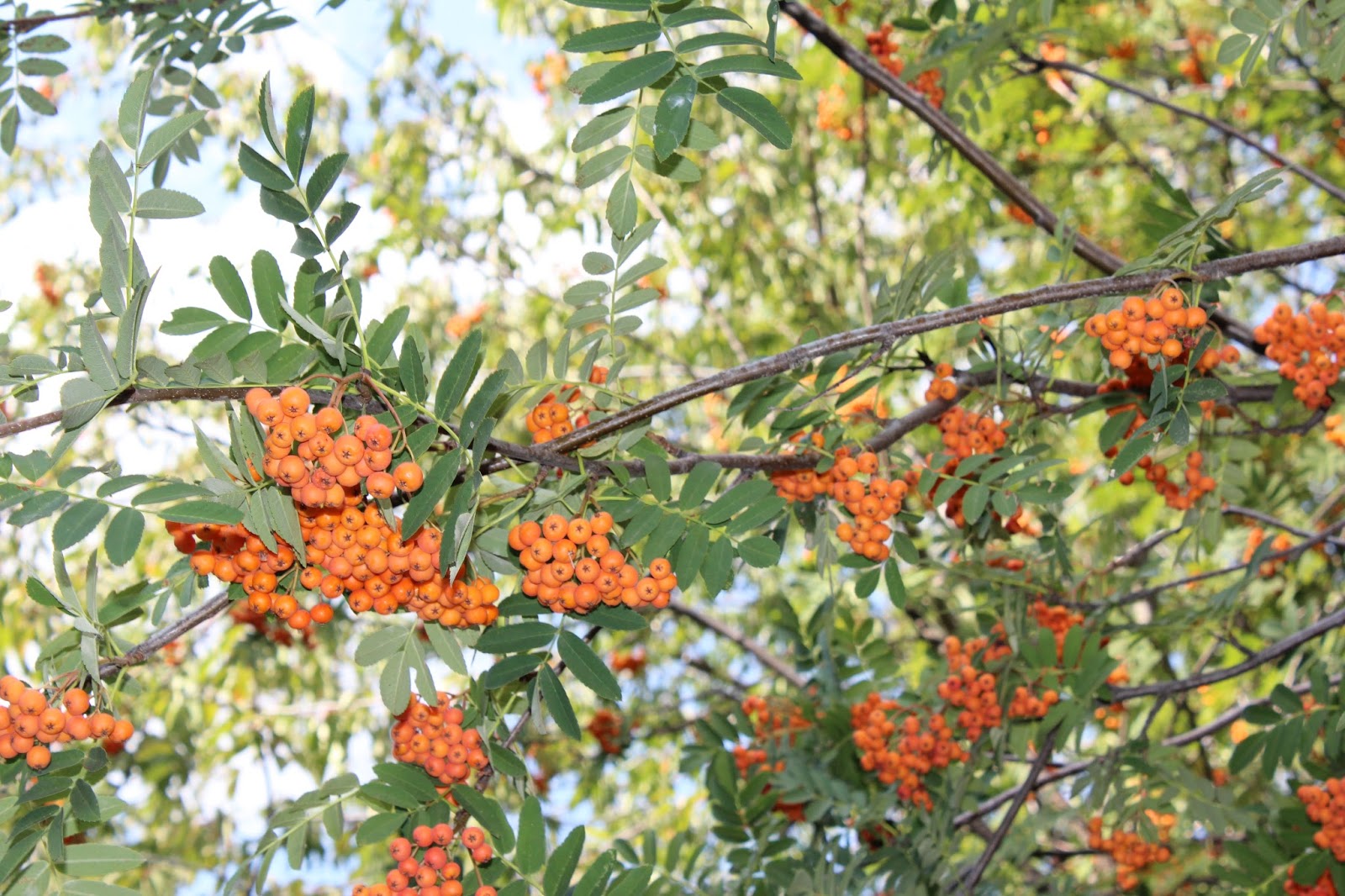 Perfumes y luces de Extremadura: Serbal común, Sorbus domestico.