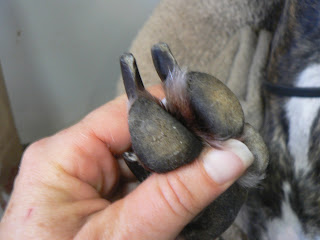 Aragon Greyhounds: Greyhound Pad Corns