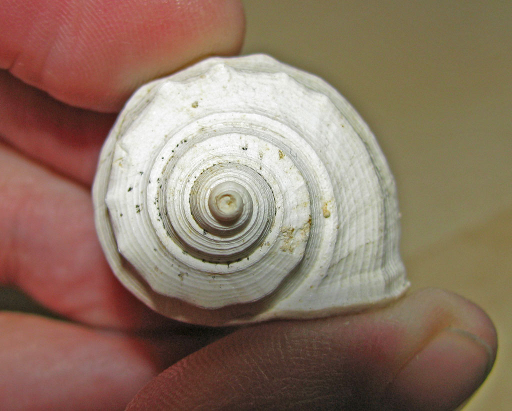 Views of the Mahantango: A couple of Eocene shells from Paris