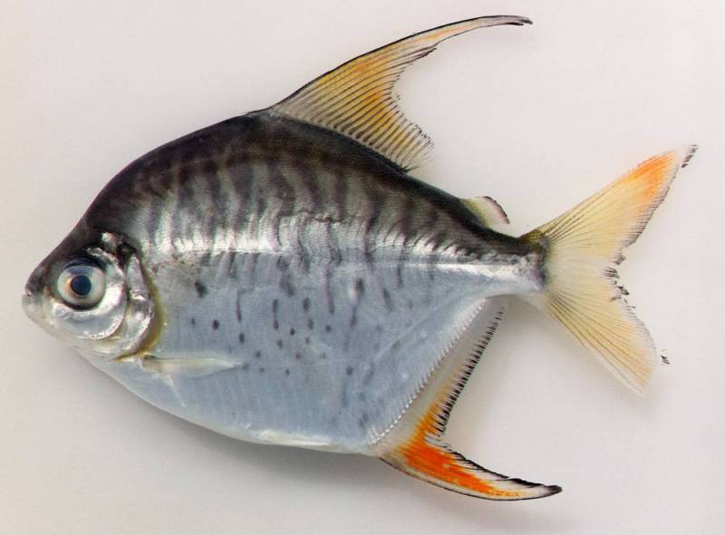 阿比的Blog: 2011-09-15 Myleus setiger