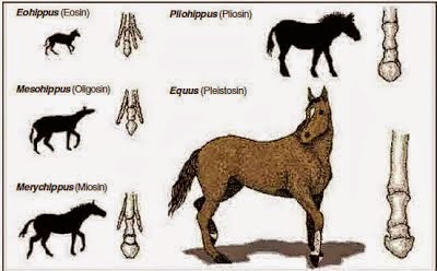 Materi Belajar : Petunjuk Evolusi (Variasi Individu dalam Satu ...