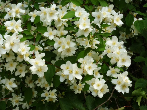 Parasta aikaa: Pihajasmike