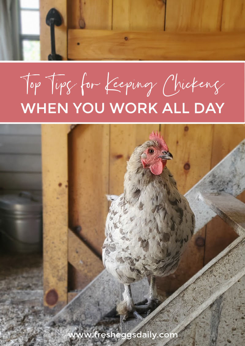 Top Tips for Keeping Chickens When you Work All Day - Fresh Eggs Daily ...